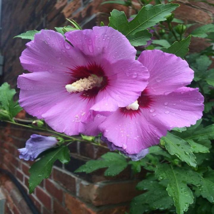 Aphrodite Hibiscus Flower Plant Seeds | Daraz.pk