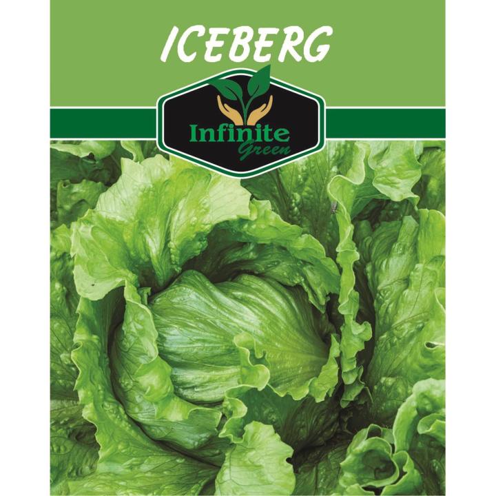 Iceberg lettuce seeds Winter season | Daraz.pk