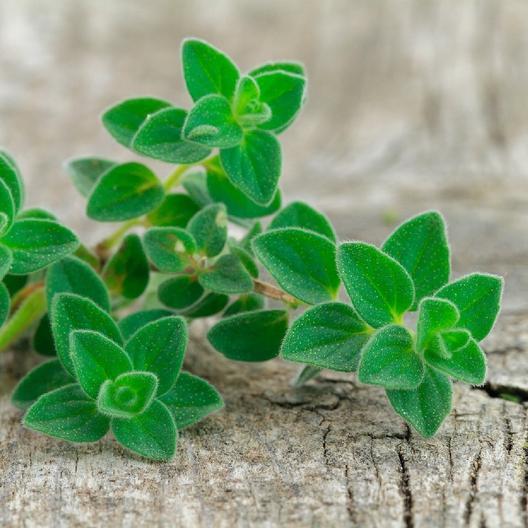 Oregano Seeds - Greek 15gm | Daraz.pk