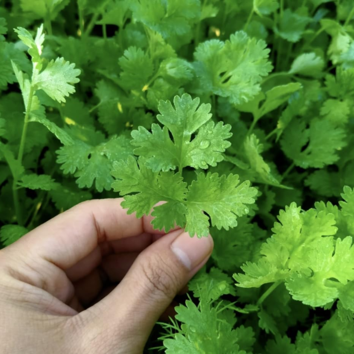 Coriander F1 Hybrid seeds - Vegetable seed | Daraz.pk
