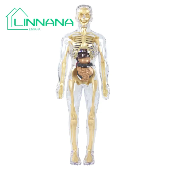 Educational Human Body Model Interactive Human Body Model Set for Kids ...