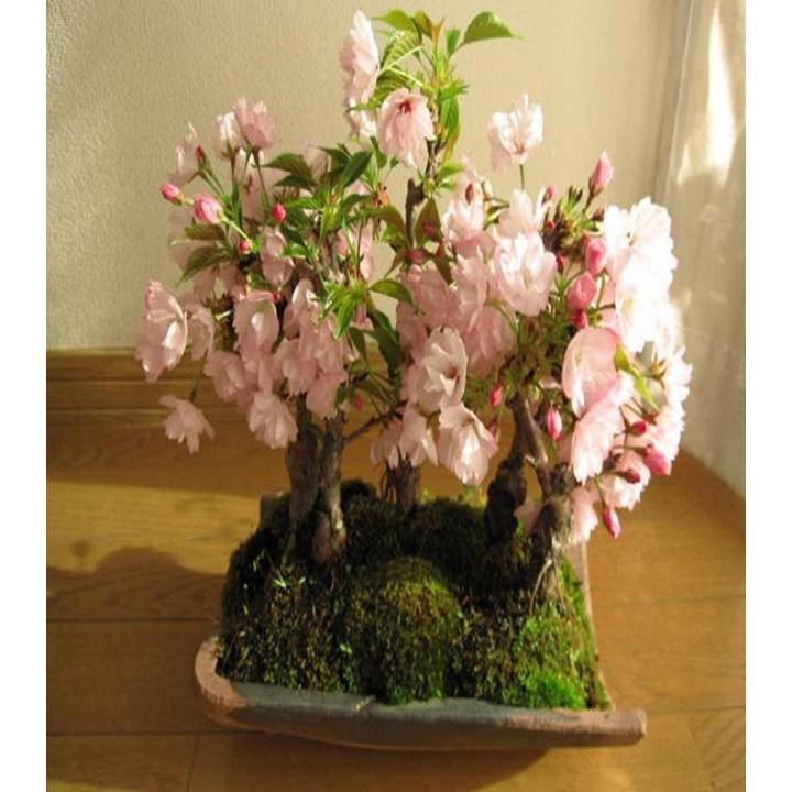 Sakura Cherry Pink Flower Tree Seeds | Daraz.pk
