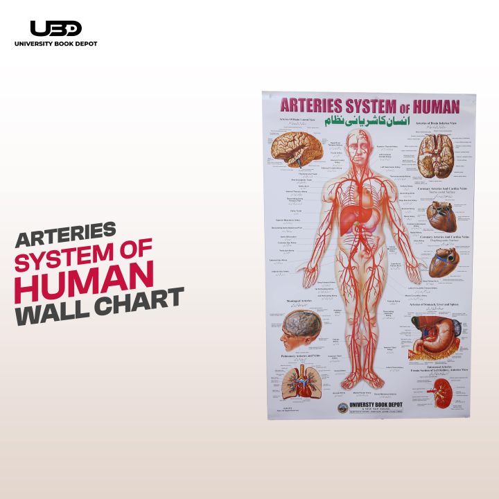 Arteries System Of Human Wall Chart | Biology Wall Poster with HD ...