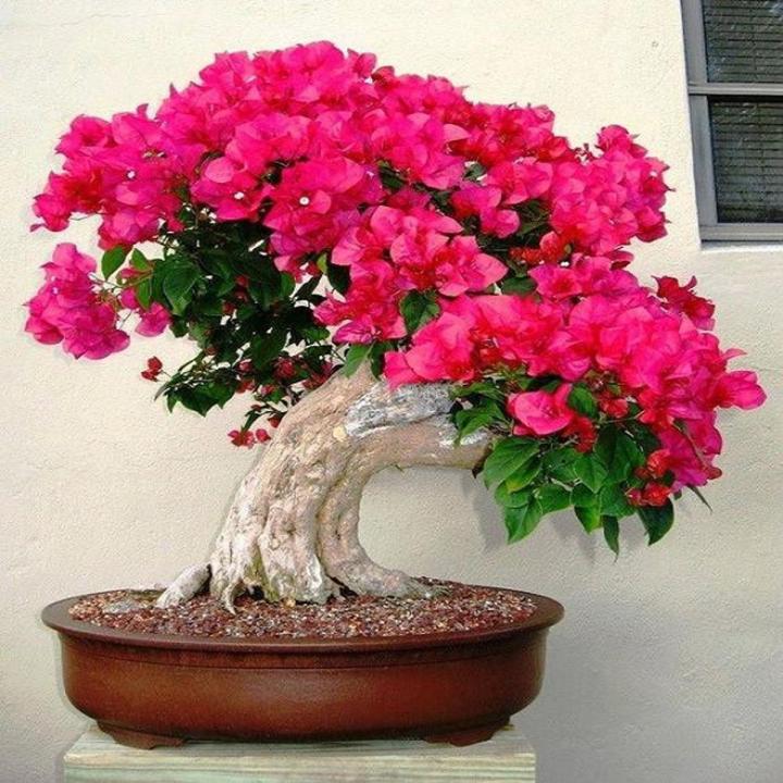 Bougainvillea Pink Tree Seeds | Daraz.pk