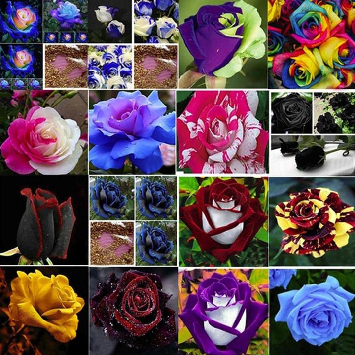Mix Rose Flower Seeds 6 | Daraz.pk