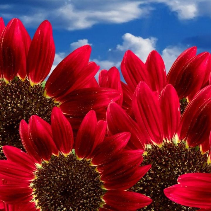 RED RUBY SUN FLOWER Seeds IMPORTED From SOUTH AMERICA 5 Inch Big LUCKY ...