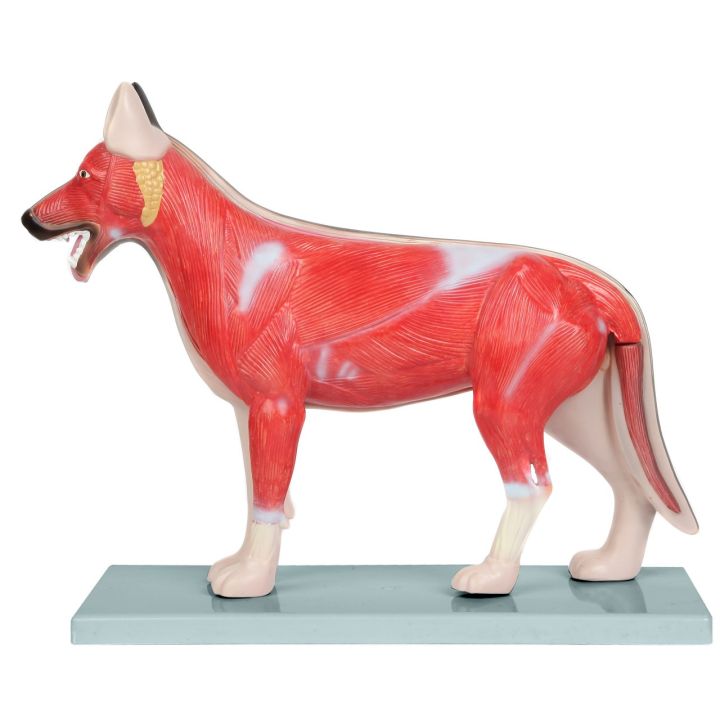 Anatomy Canine Dissected Model | Dog Dissected Model | Dog Study Model ...