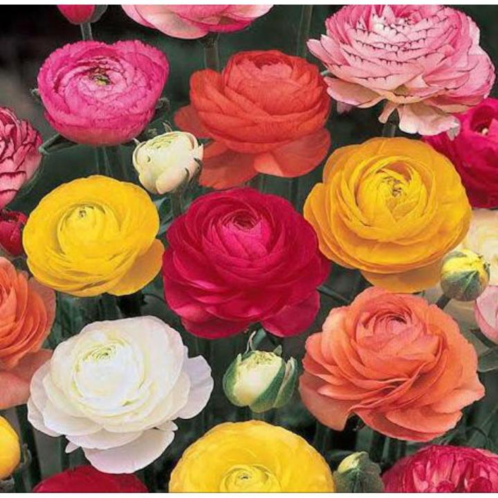 (5 bulbs )Ranunculus Winter Flower bulb in mix colours | Daraz.pk