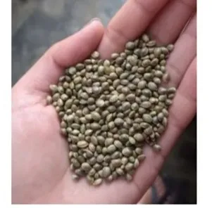 Special Hemp Seeds / Bhang Seeds For Birds 500g | Daraz.pk