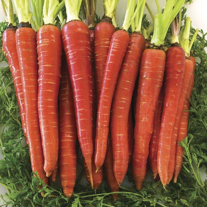 Carrot Seed | Daraz.pk: Buy Online at Best Prices in Pakistan | Daraz.pk