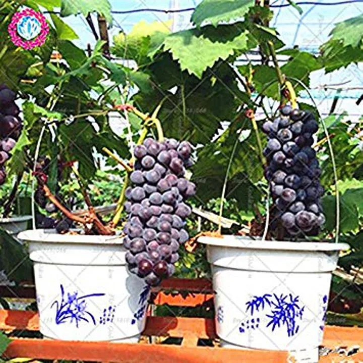 Grapes Dwarf Black Fruit Tree Seeds | Daraz.pk