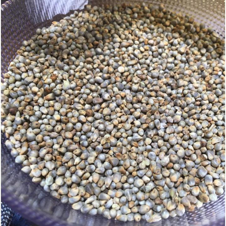 1 kg / 1000 Gram organic Bajra, Pearl Millet, Millet Seeds,Birds feed ...