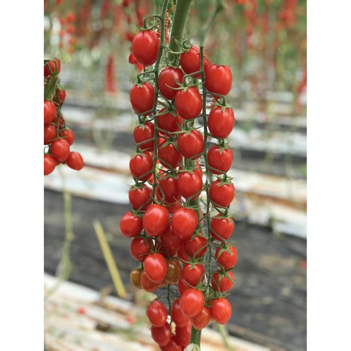 Tomato (Creeper) (indeterminate ) Type F1 Hybrid seeds | Daraz.pk