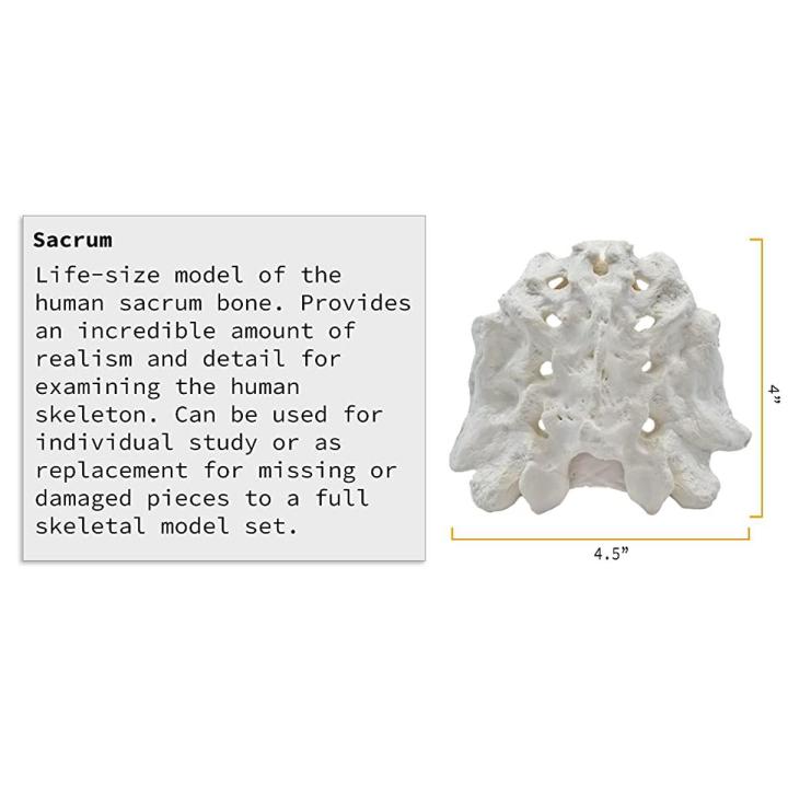 Human Sacrum Bone Model PVC - Anatomically Accurate | Daraz.pk