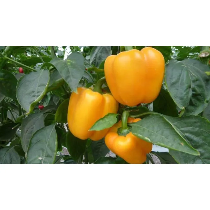 Vegetable seed, Capsicum F-01 Hybrid Seed, Shimla Mirch Yellow colour ...