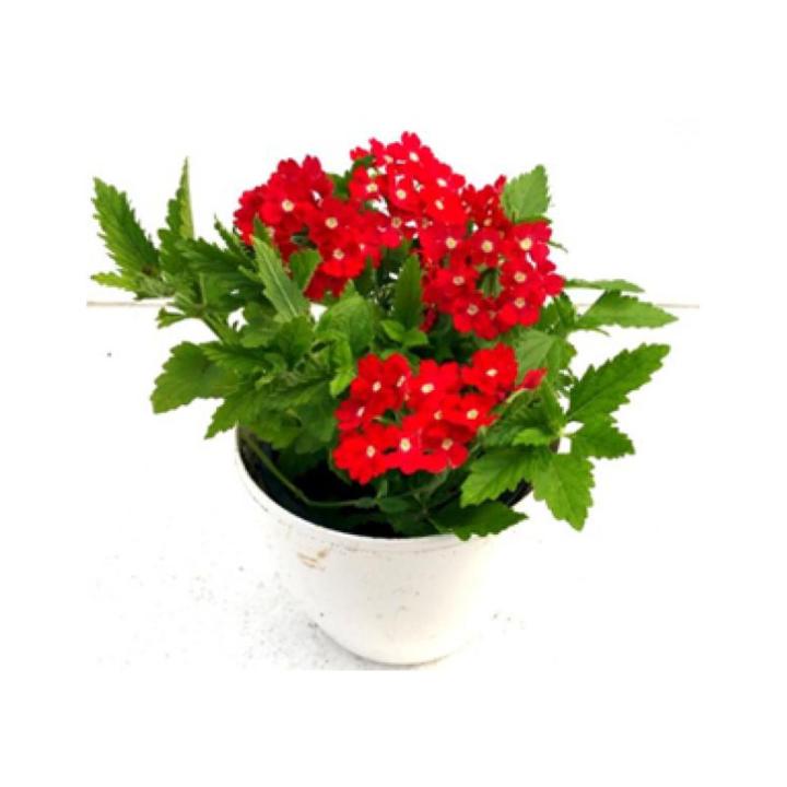 Verbena Red Flower Seed | Daraz.pk