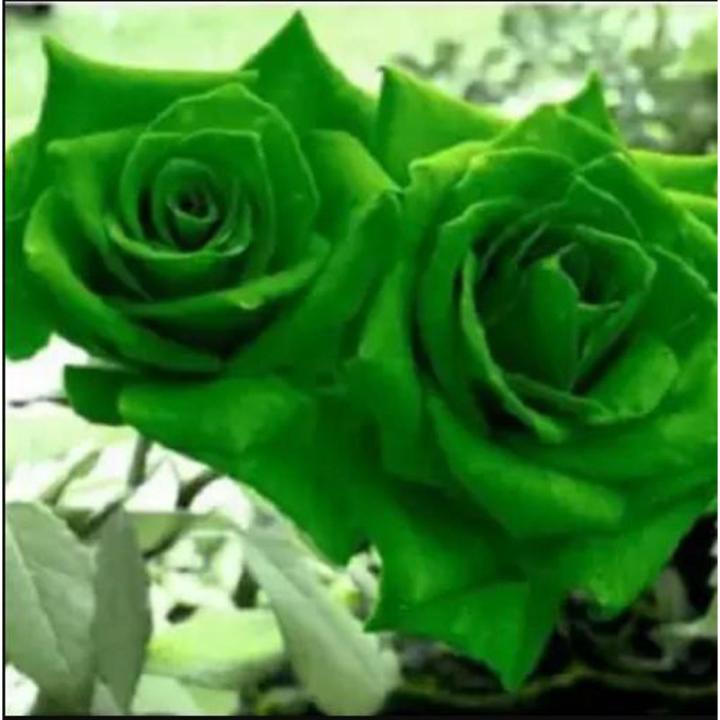 Holland Rare Green Rose Imported Seeds | Daraz.pk
