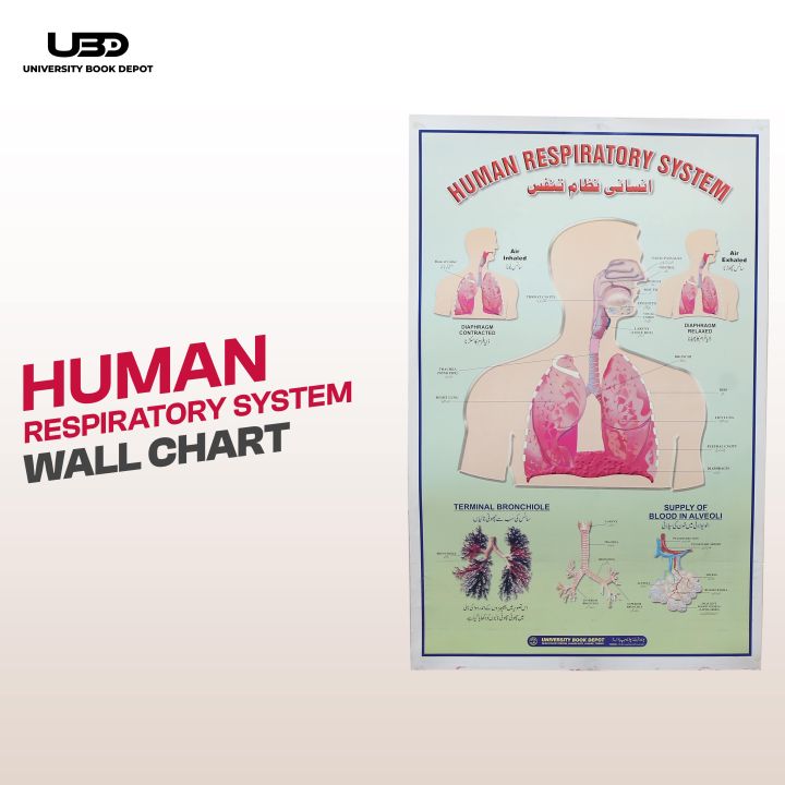 Human Respiratory System | HD Picture Presentation on 200 grams ...