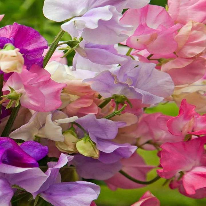 Sweet Pea Mix B Flower Seeds | Daraz.pk