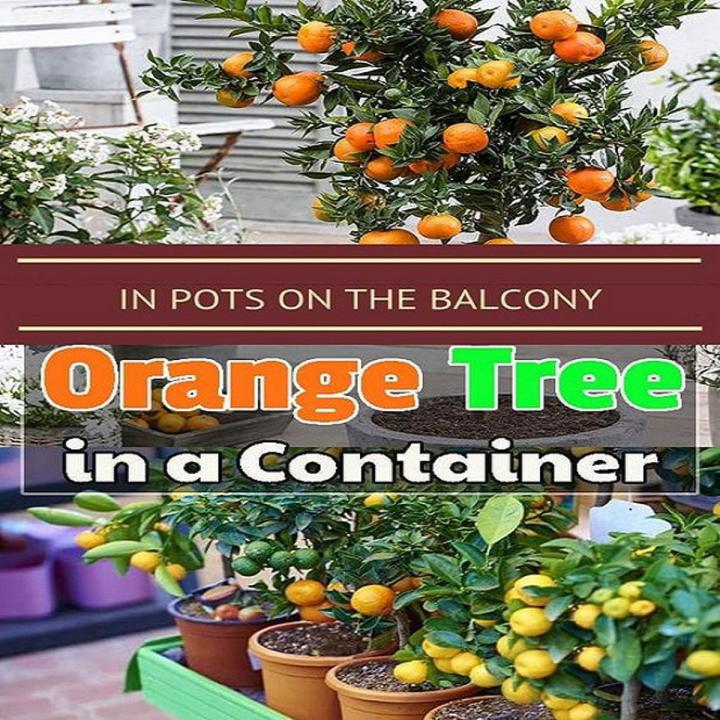Turkish Orange Fruit Tree Seeds | Daraz.pk
