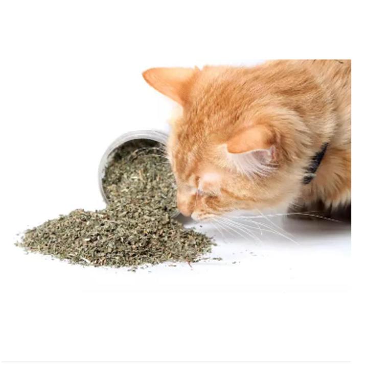 Cat Nip Herbal , For all types of cats.It's genetics that determines ...