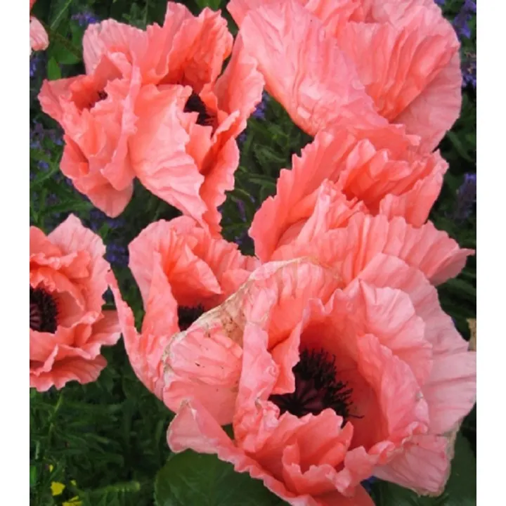 Poppy Coral Reef Flower Seeds | Daraz.pk