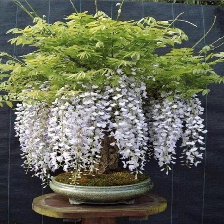 Bonsai Wisteria White Tree Seeds | Daraz.pk