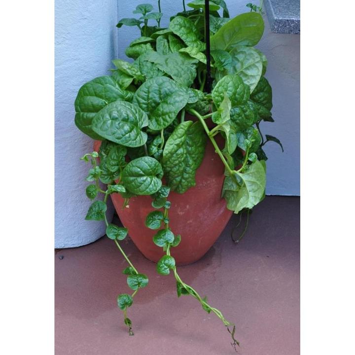 Malabar spinach (Basella creeper, Vine ) 5 Seeds | Daraz.pk
