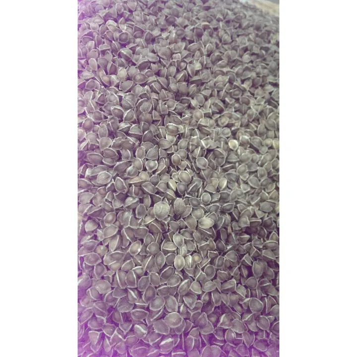 Premium quality black moringa oleifera ( Sohanjana) seeds 1 kg | Daraz.pk