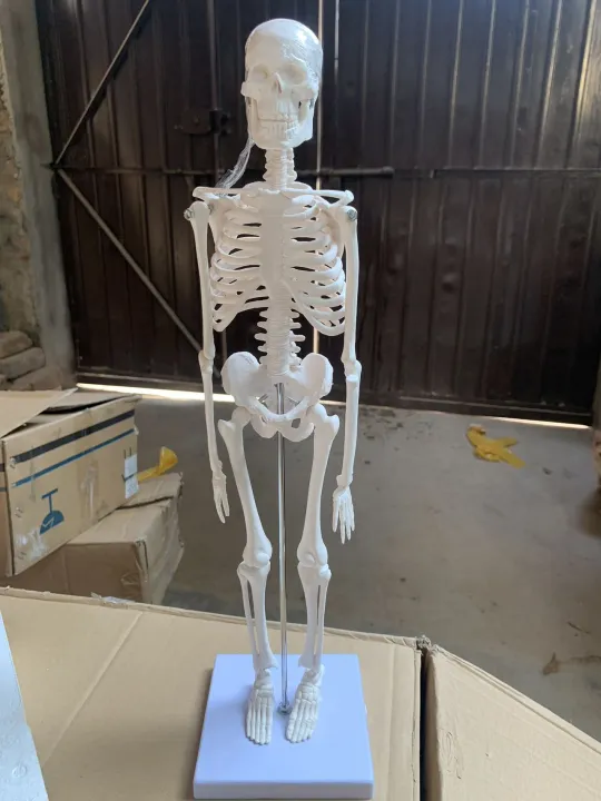 Human Skeleton Bone Human Skeleton Model Removable Arms Legs w Metal ...