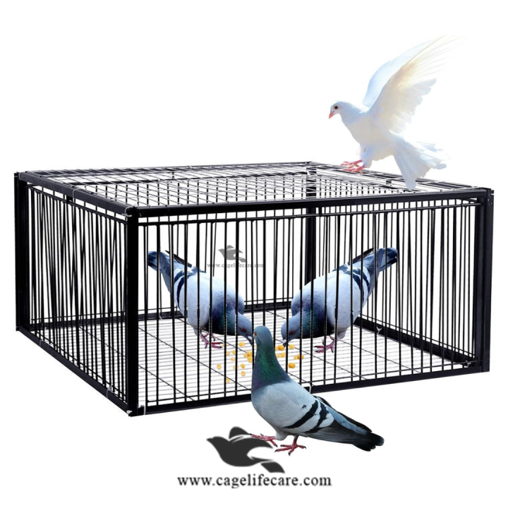 Pigeon Trap Cage 2x3 Feets - Foldable Metal 4-Sided Entry ( NORMAL ...
