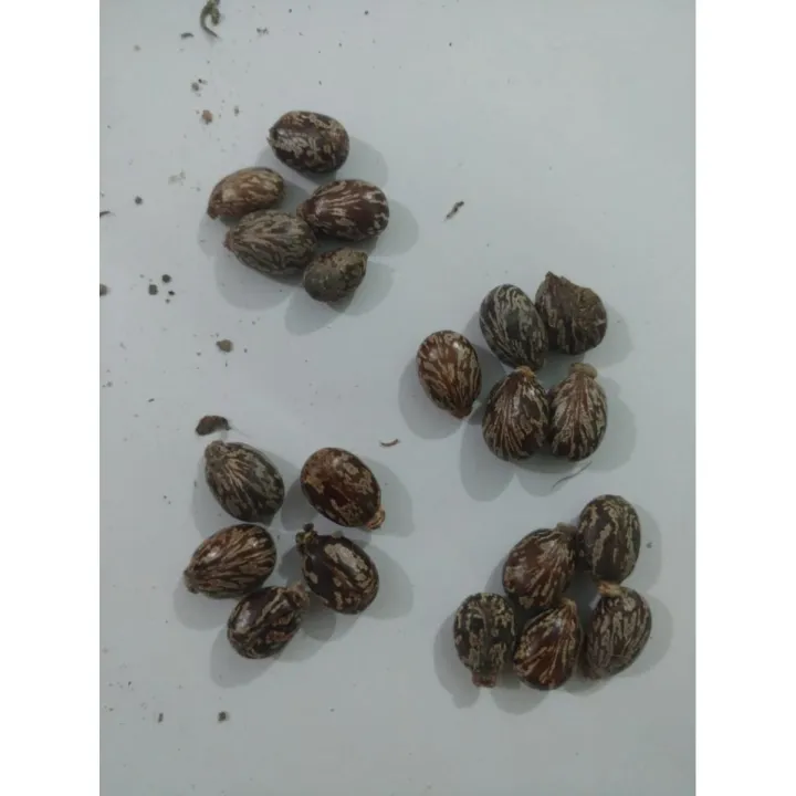 20 Castor oil seeds 100percent germinate for grow caster plant Eranda ...