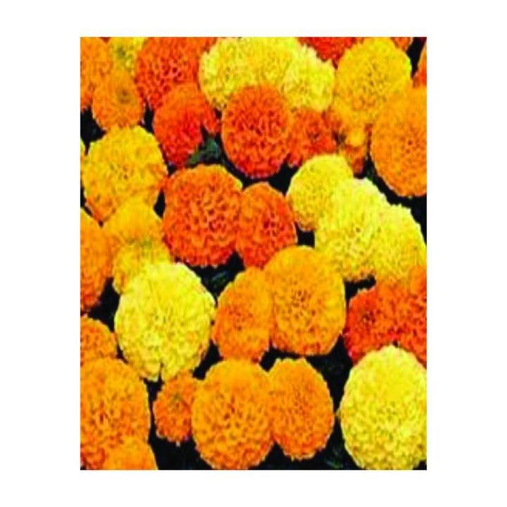 Marigold F1 Inca Hybrid - Flower Seeds -Yellow Orange Gold Mix | Daraz.pk