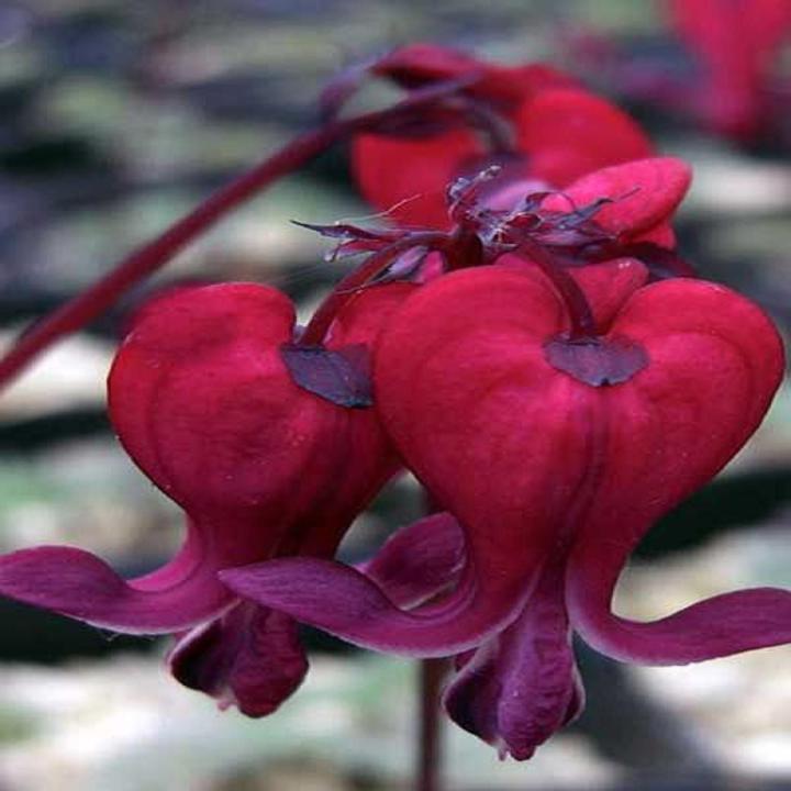 Red Bleeding Heart Flower Tree Seeds | Daraz.pk