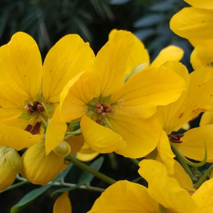 082+15 Amaltas Seed Cassia Fistula Golden Shower Tree Seed | Daraz.pk