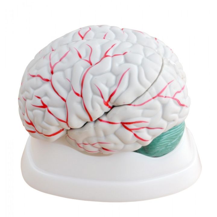 Human Anatomy Brain Model 3 parts | Brain Teaching Model | Anatomy ...