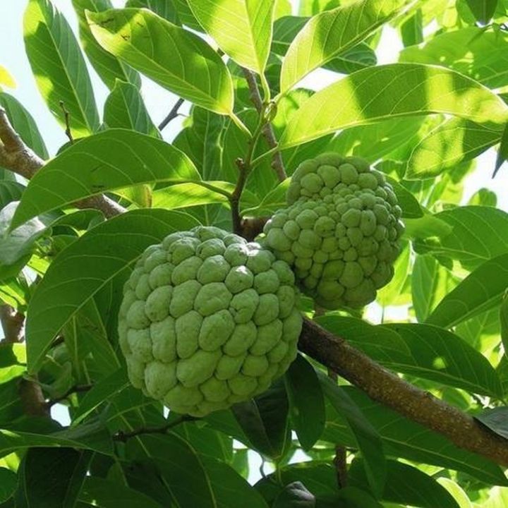 Custard Apple Tree Seeds Quality Pack | Daraz.pk