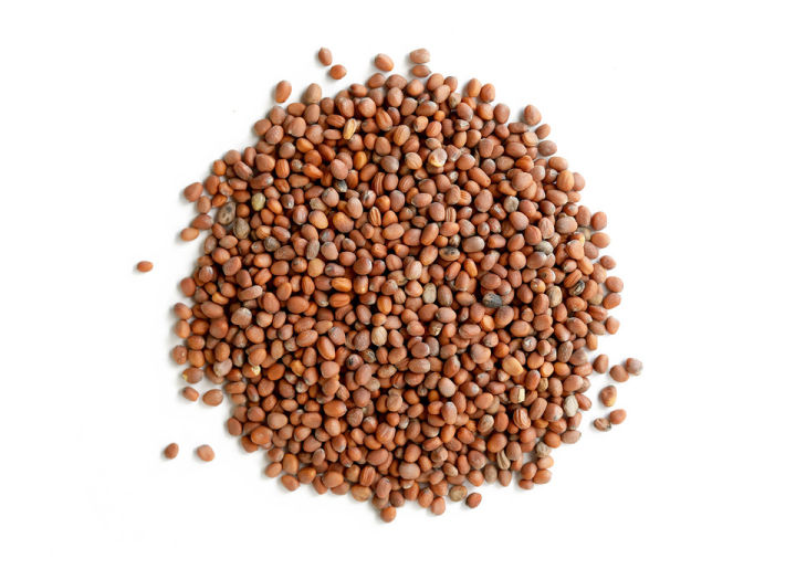 Daikon Radish Sprouting Seed Organic 50 g | Daraz.pk