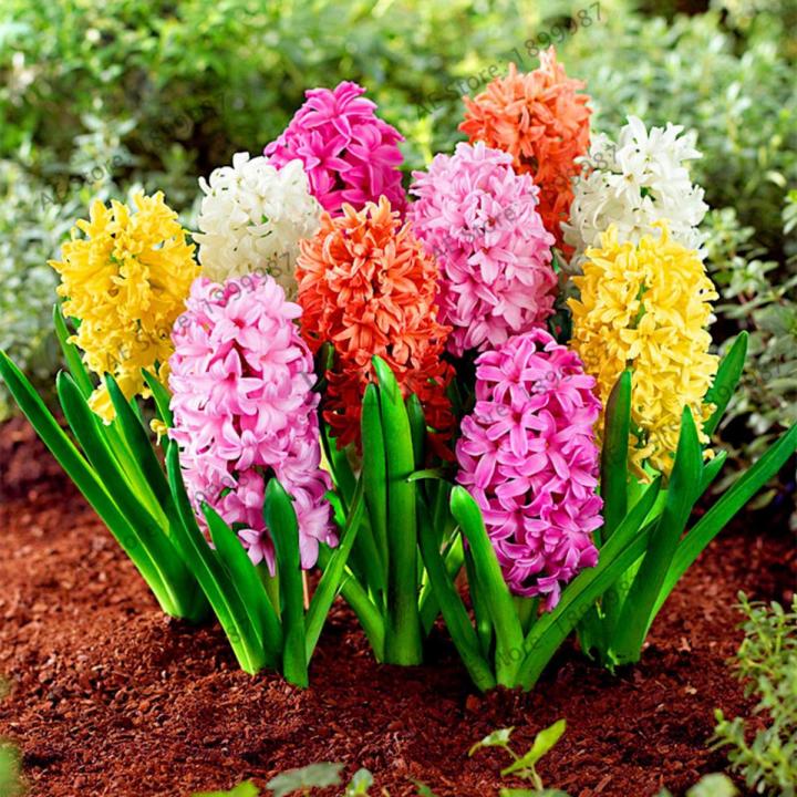 Rare Multi color Hyacinth Orientalis Flower Seeds | Daraz.pk