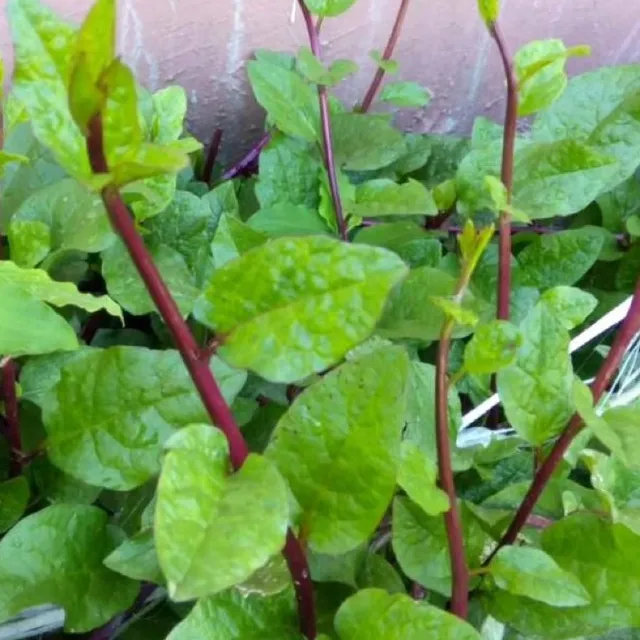 Malabar spinach (Basella creeper, ) 5 Seeds | Daraz.pk