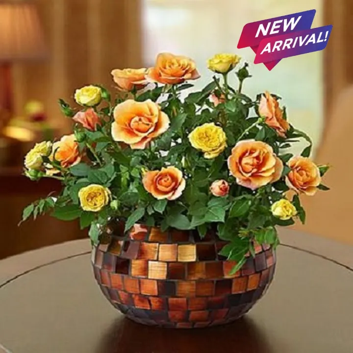 Miniature Rose Chocolate Flower Seeds | Daraz.pk