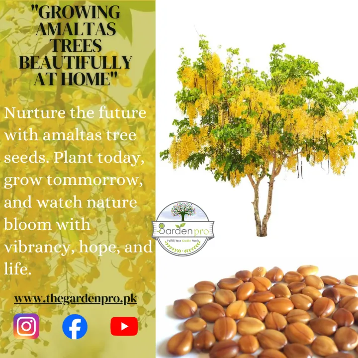 Tree Seeds, Amaltas Tree Seeds, Cassia Fistula seeds, Pack of 30 seeds, Amaltas | Daraz.pk