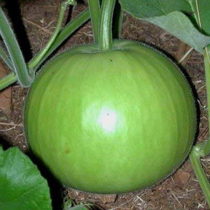F-1 Hybrid Round Gourd gool kadu Vegetable Seeds kitchen gardening ...