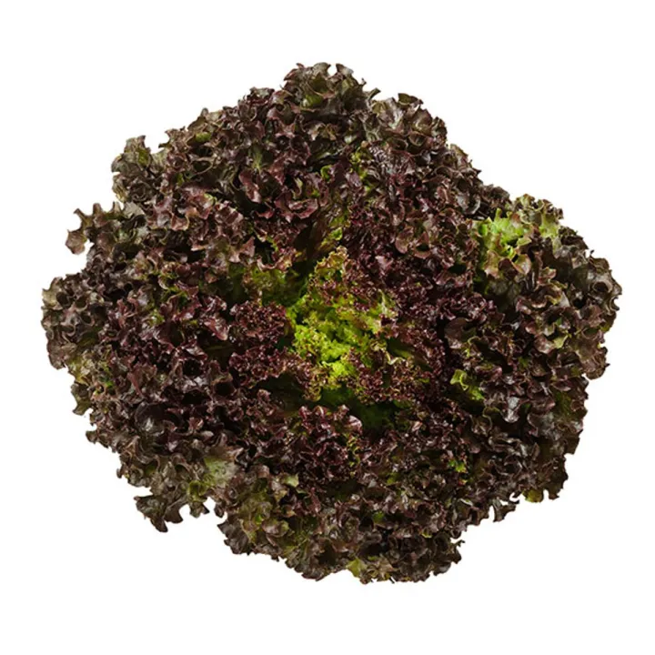 F-1 Hybrid Lettuce Black Rose Seed kitchen gardening | Daraz.pk
