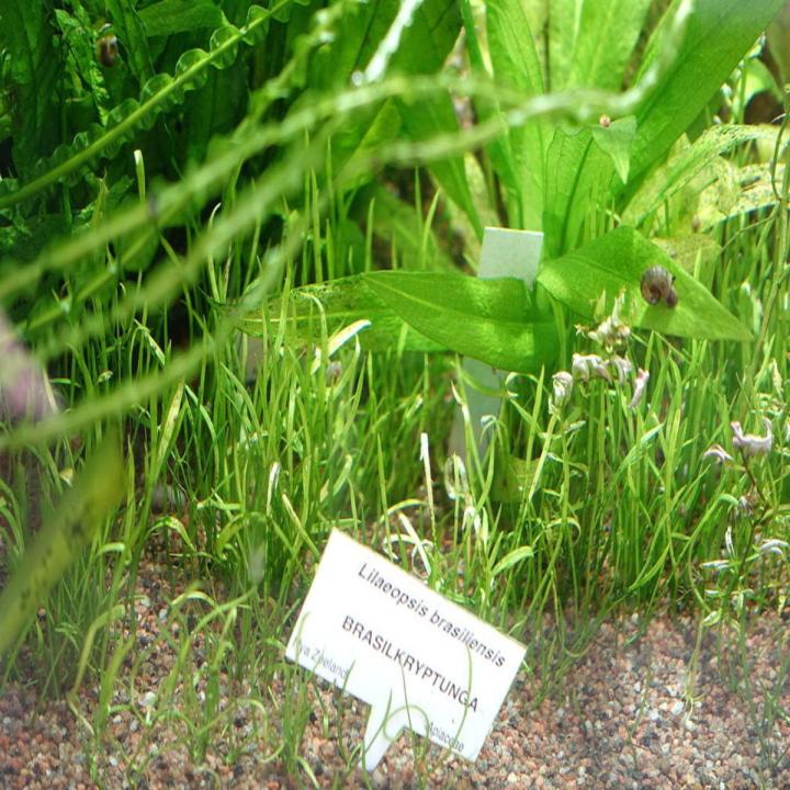 Brazilian Micro Swordd Carpet Aquarium Plant Seeds | Daraz.pk