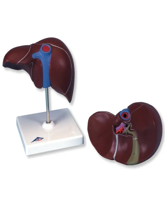 Human Liver Model with Gall Bladder | Liver Anatomy Model | Human Liver ...