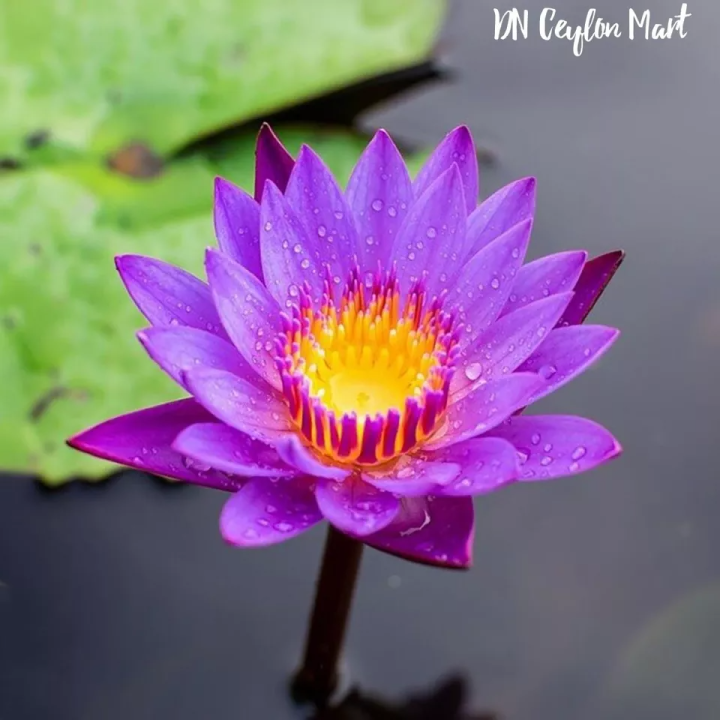 Blue Lotus Dry Flowers Hand Pick Nymphaea Caerulea Organic Pure Natural ...
