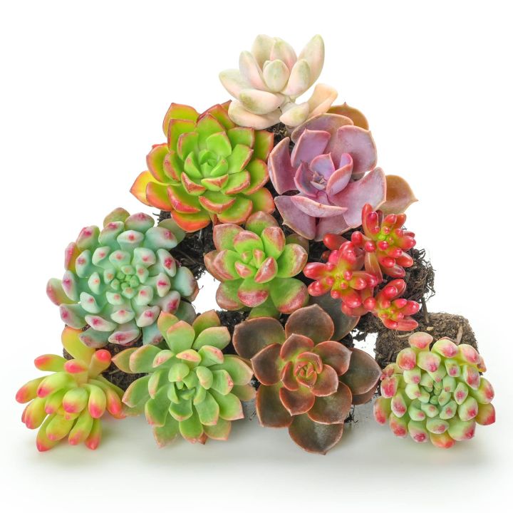 Pack of 5 Random live Succulents Plants with pots and Succulents ...
