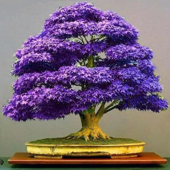 Rare Bonsai Purple Maple Tree Seeds | Daraz.pk