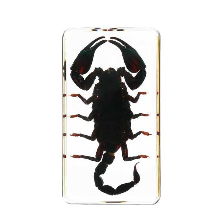 T-01 Rhinoceros Beetle Insect Specimens In Lucite Paperweight Crafts ...